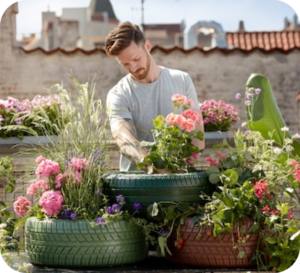 How to Grow and Care for Cosmos Flowers: A Complete Guide – Gardening ...