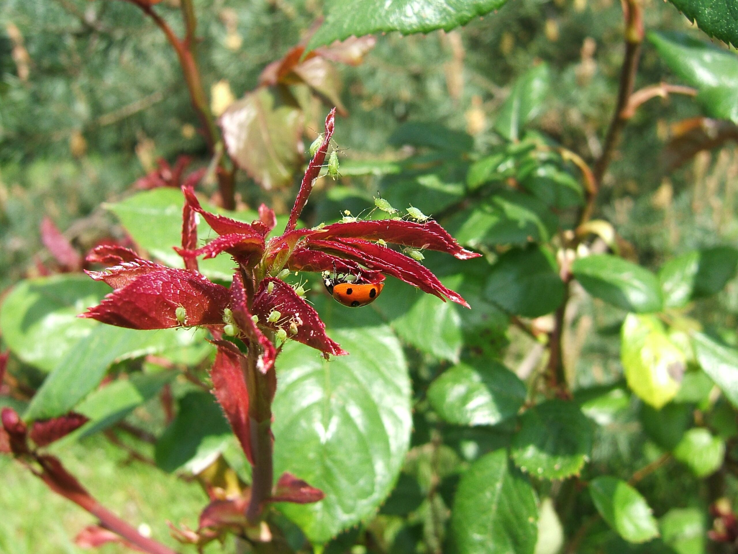 How to Identify and Control Aphids Attack on Flowers? – Gardening With Us