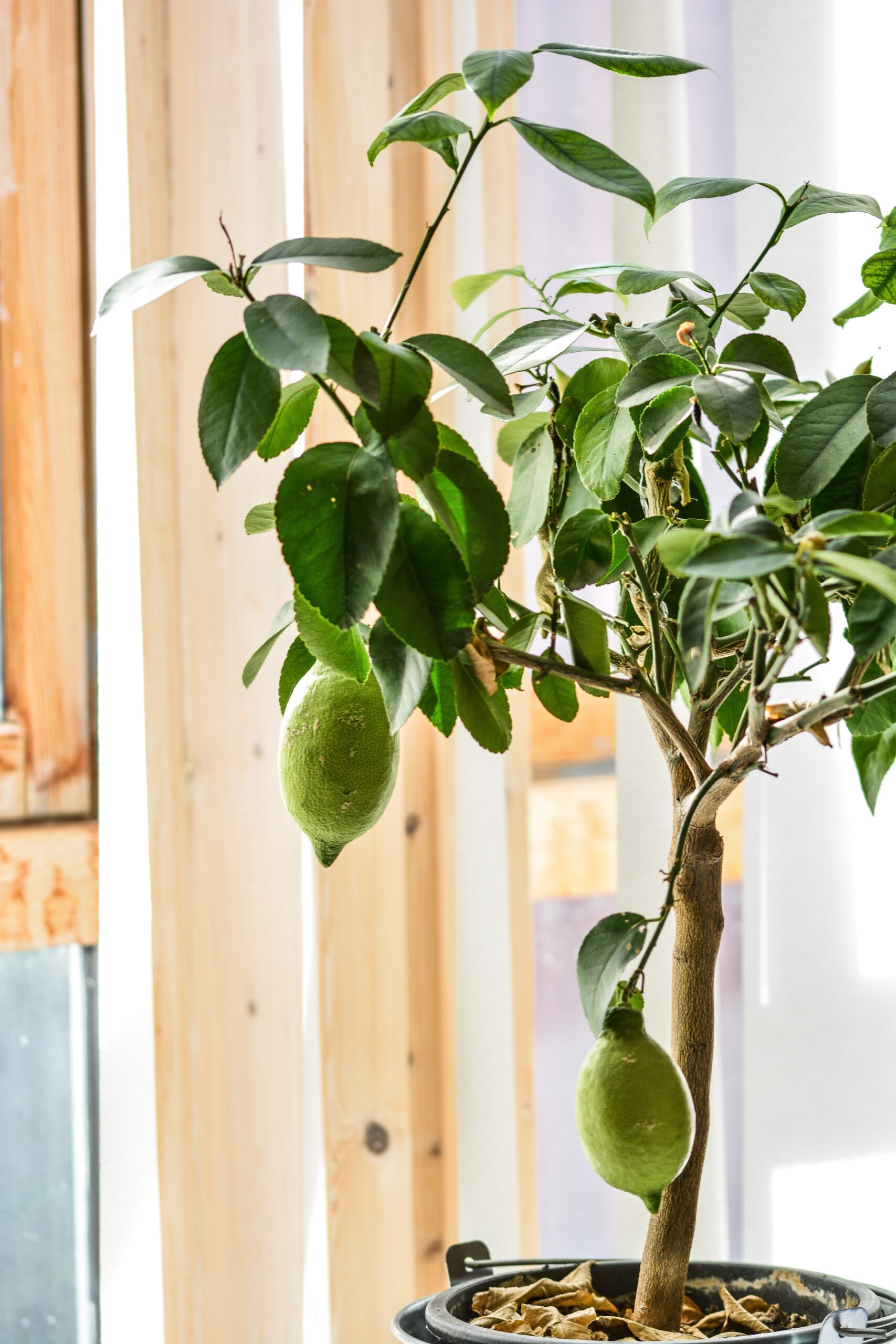 How to Grow and Care for a Lemon Tree in Pots – Gardening With Us