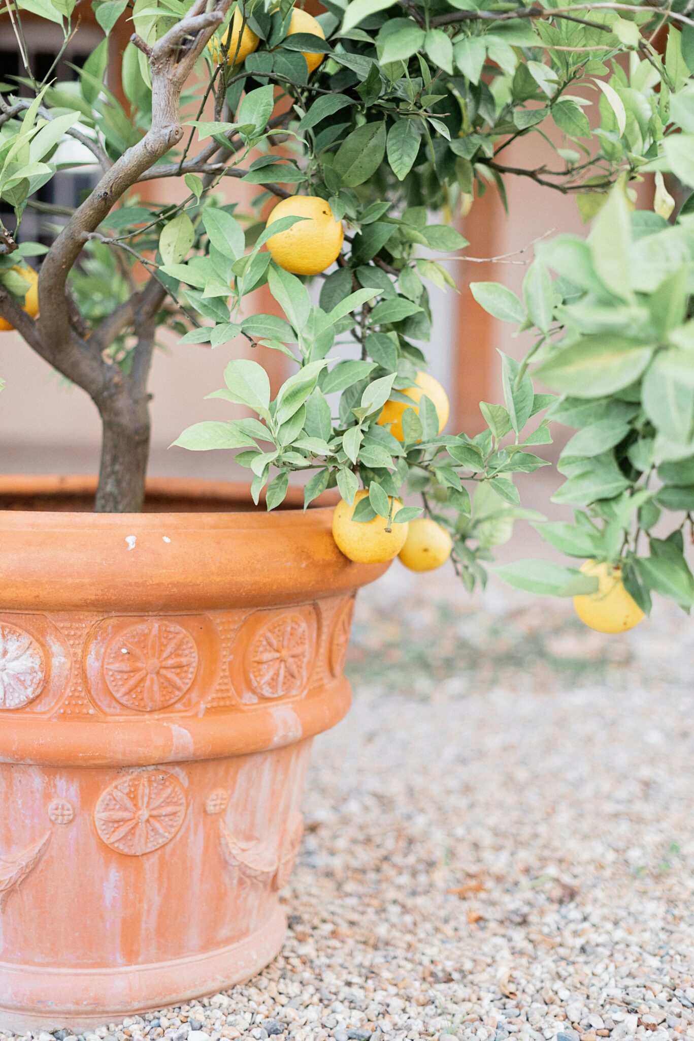 How to Grow and Care for a Lemon Tree in Pots – Gardening With Us