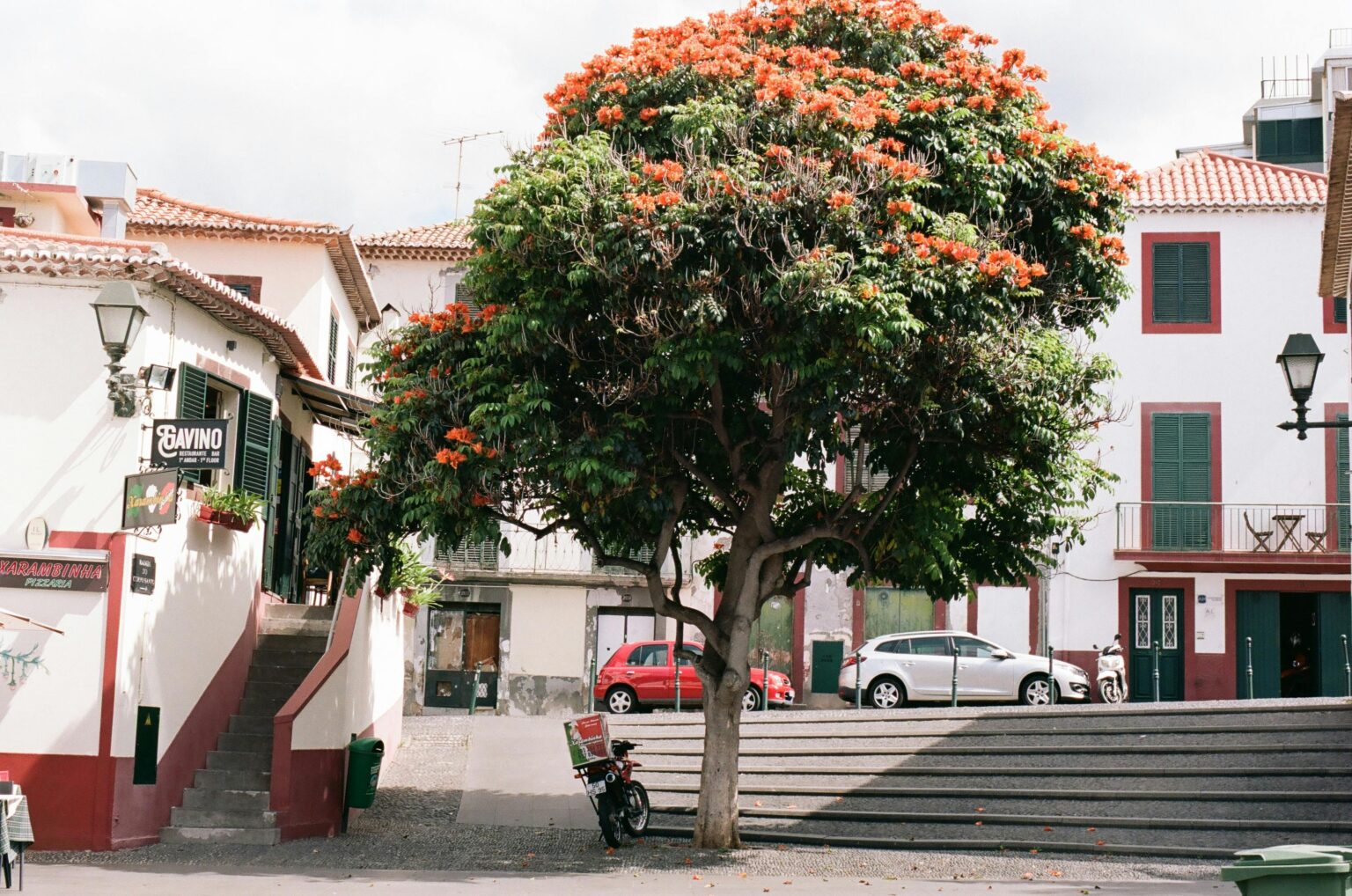 How to Grow and Care for African Tulip Trees: A Gardener’s Guide with a ...