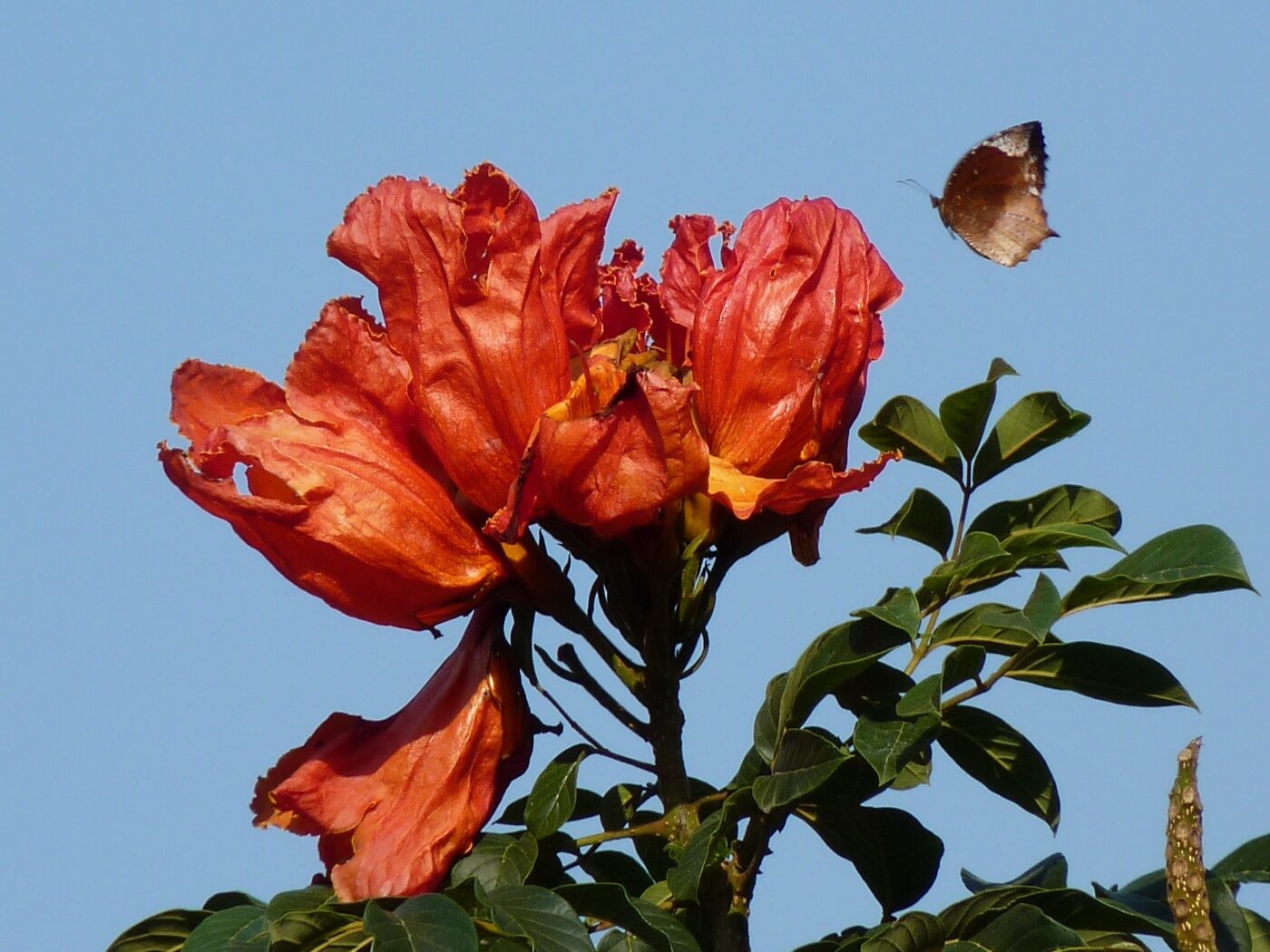 How to Grow and Care for African Tulip Trees: A Gardener’s Guide with a ...