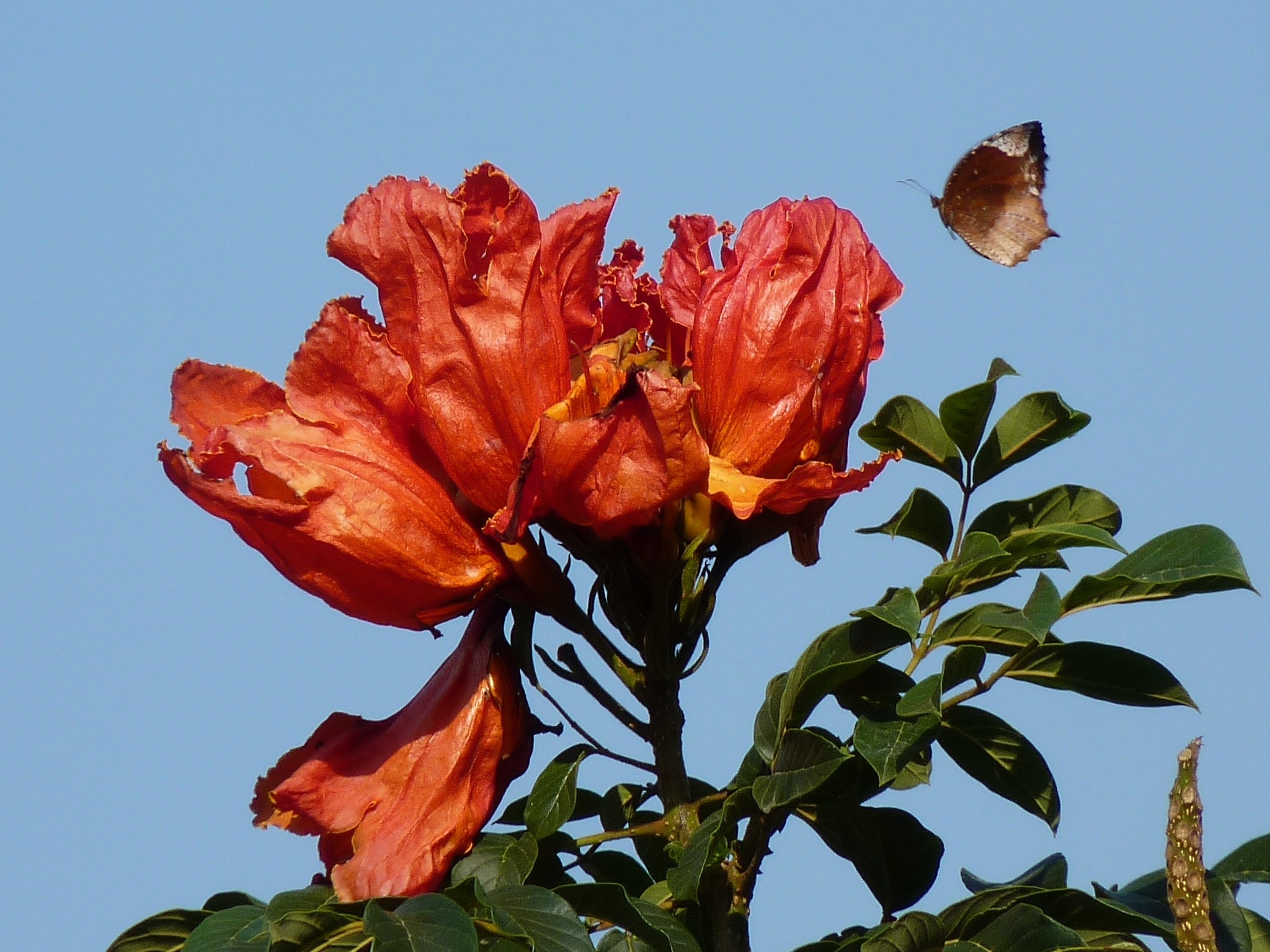 How to Grow and Care for African Tulip Trees: A Gardener’s Guide with a ...