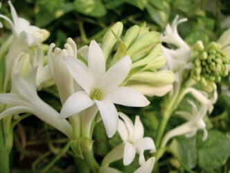 Polianthes Tuberosa: How to Grow and Care for Tuberose Flowers ...