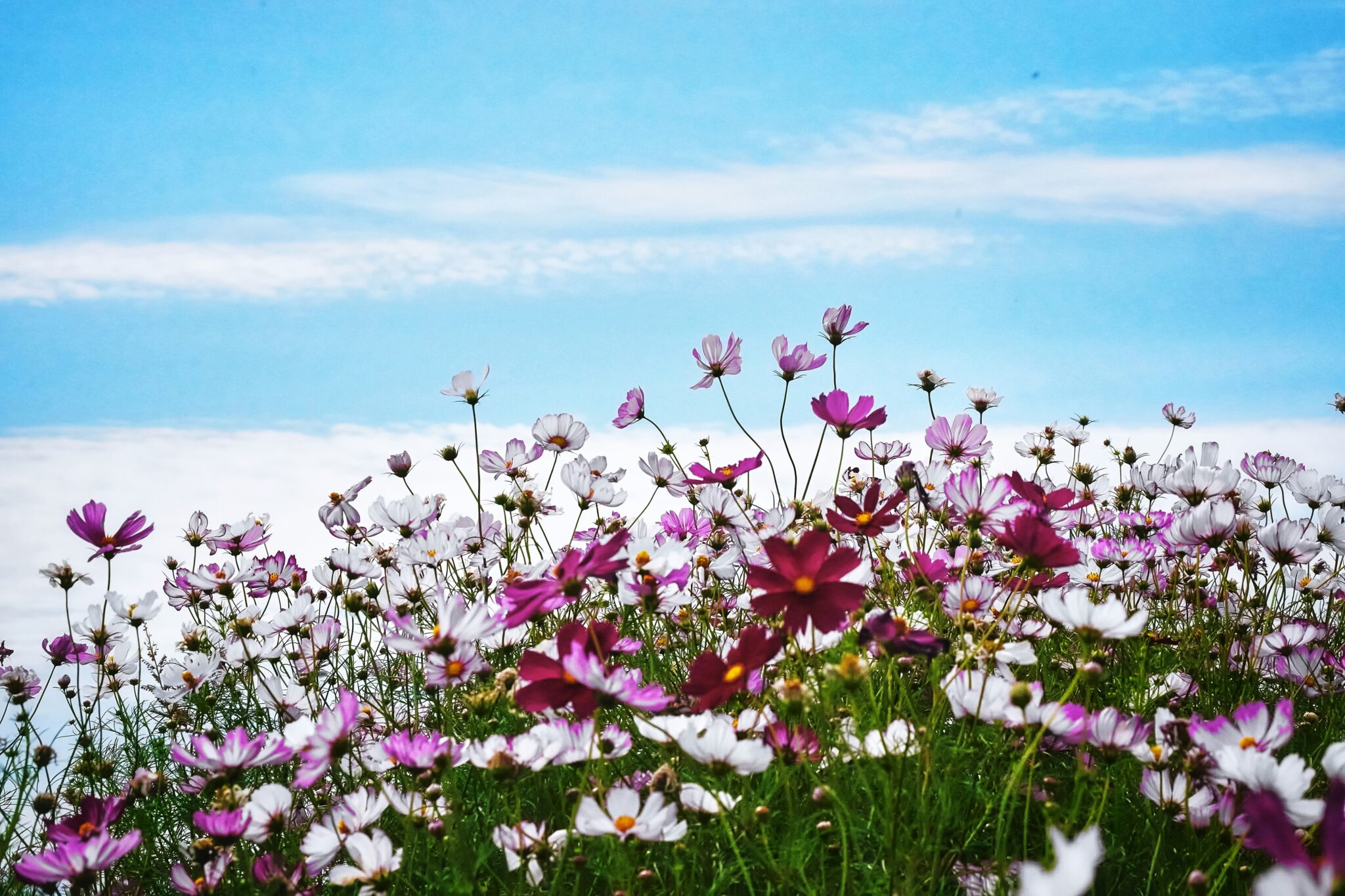 How to Grow and Care for Cosmos Flowers: A Complete Guide – Gardening ...