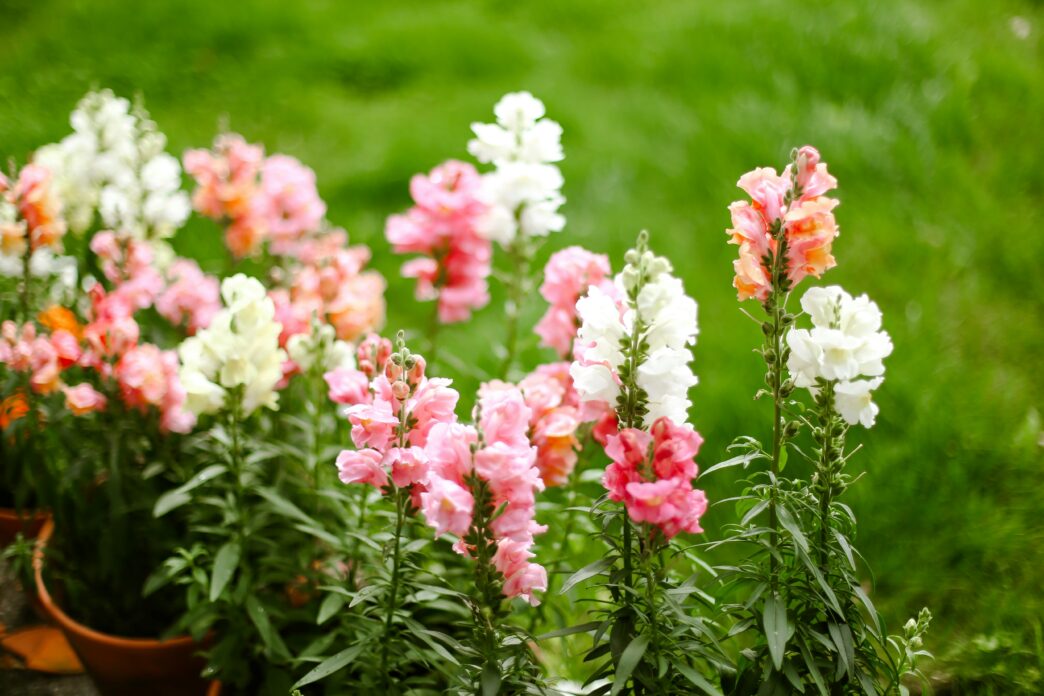 How to Grow and Care for Snapdragon Flowers: A Complete Guide ...