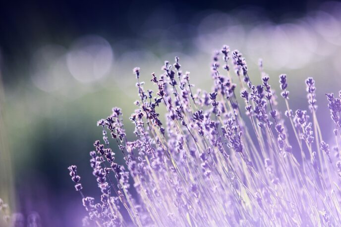 How to Grow and Care for Lavender: A Complete Guide – Gardening With Us