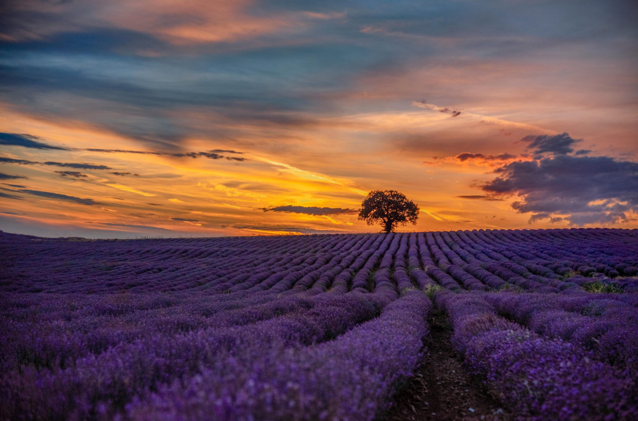 How to Grow and Care for Lavender: A Complete Guide – Gardening With Us