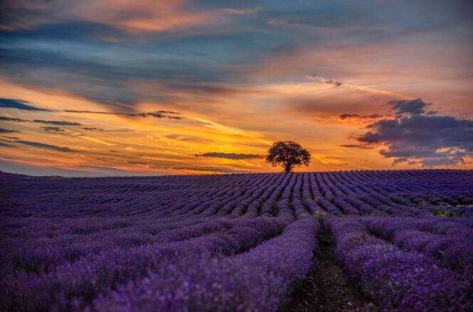 How to Grow and Care for Lavender: A Complete Guide – Gardening With Us