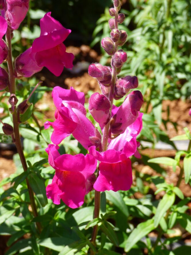 How to Grow and Care for Snapdragon Flowers: A Complete Guide ...
